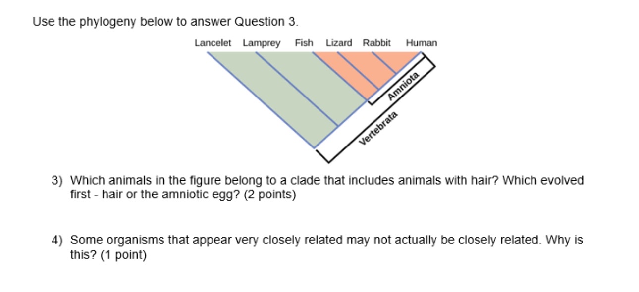 Solved Use the phylogeny below to answer Question 3.Which | Chegg.com