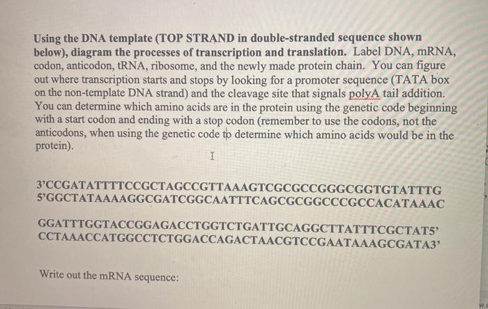 Solved Using the DNA template (TOP STRAND in double-stranded | Chegg.com