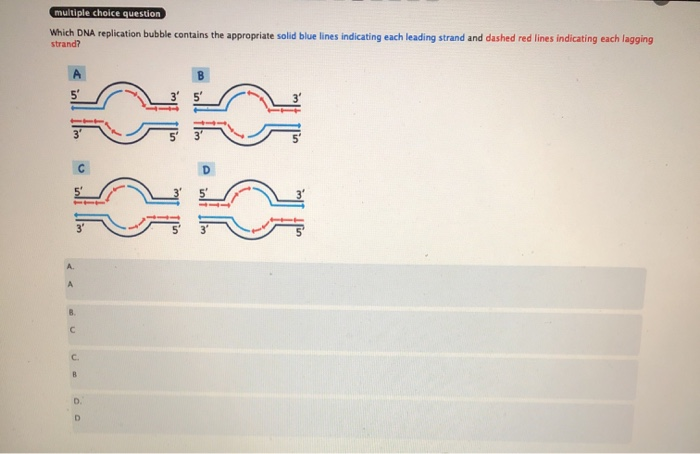 Solved multiple choice question Which DNA replication bubble | Chegg.com
