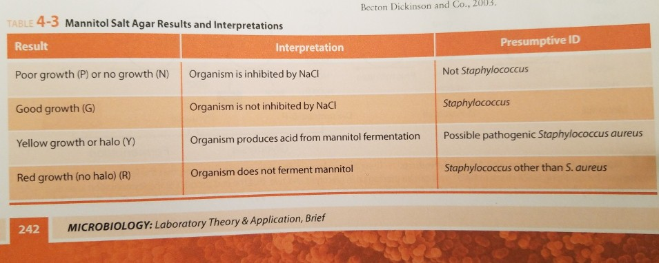 Solved 4-3: Mannitol Salt Agar Observations and | Chegg.com