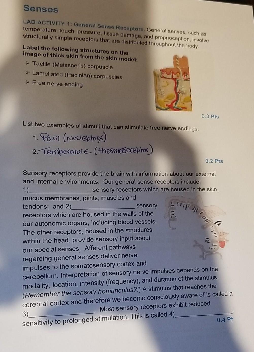 Solved Senses LAB ACTIVITY 1: General Sense Receptors. | Chegg.com