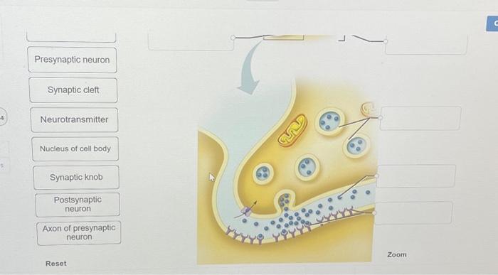 Solved 4 S Presynaptic neuron Synaptic cleft | Chegg.com