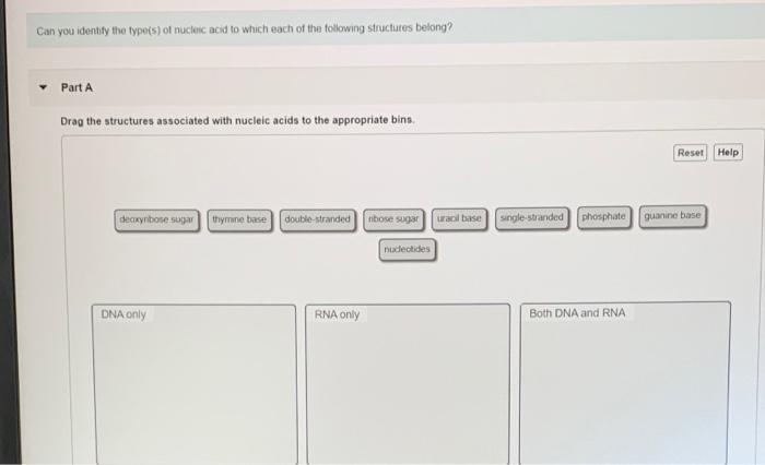 Solved Can you identity tha typo(s) of nucleic acid to which | Chegg.com