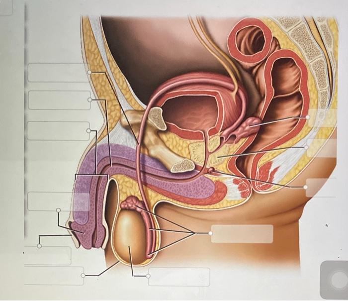 Solved Label the major structures of the male reproductive | Chegg.com