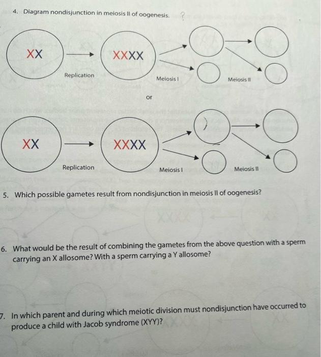 Solved 1. Diagram nondisjunction in meiosis I of oogenesis. | Chegg.com