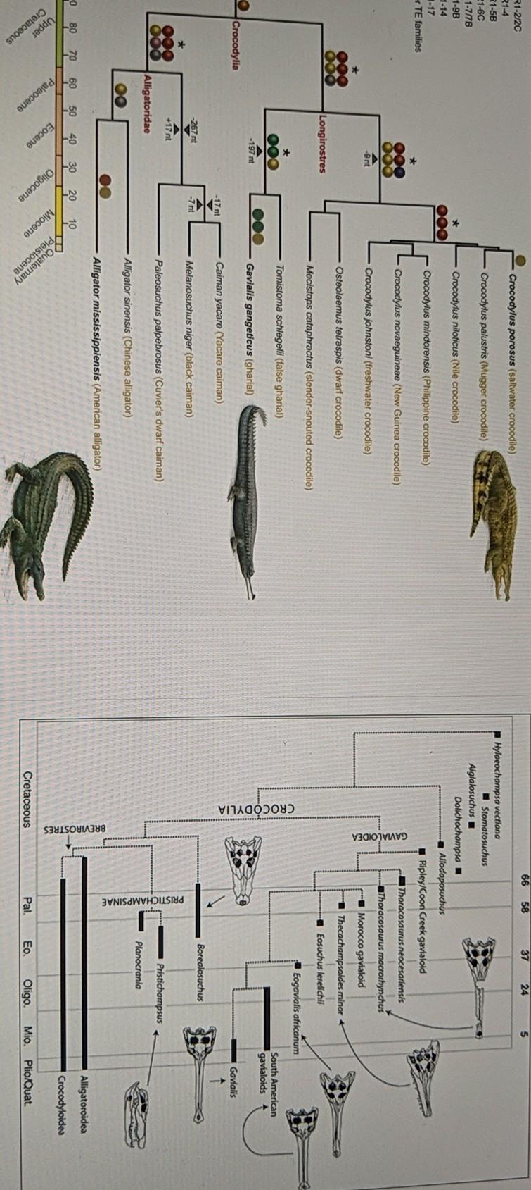 Solved 66 58 37 24 5 Crocodylus porosus (saltwater | Chegg.com