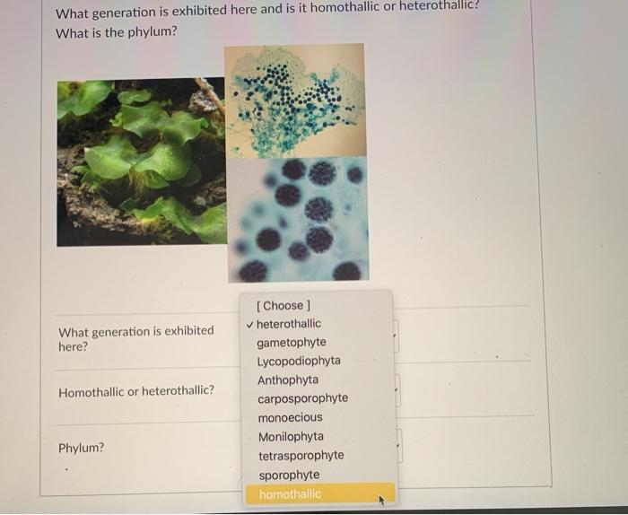 Solved What generation is exhibited here and is it | Chegg.com