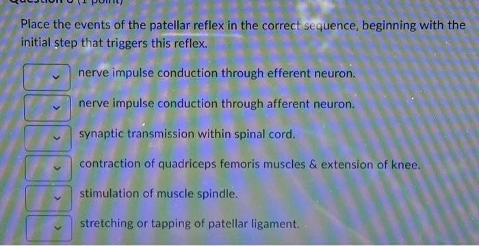 Place the events of the patellar reflex in the | Chegg.com