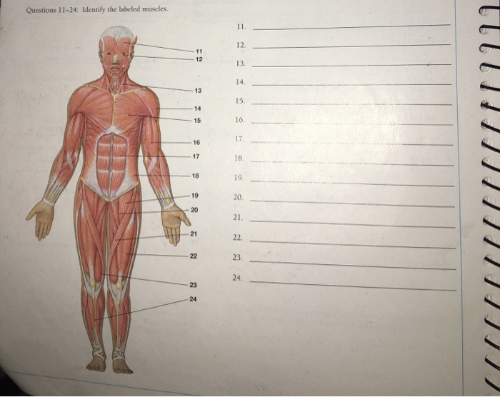 Solved Questions 11-24: Identify the labeled muscles. | Chegg.com