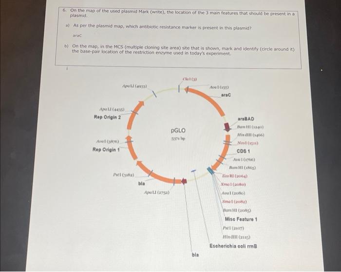 Solved 6. On the map of the used plasmid Mark (write), the | Chegg.com