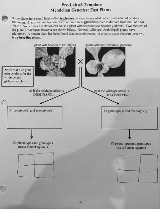 Solved Pre-Lab \#8 Template Mendelian Genetics: Fast Plants | Chegg.com