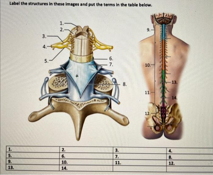 Solved Identify the different parts of the figure and put | Chegg.com