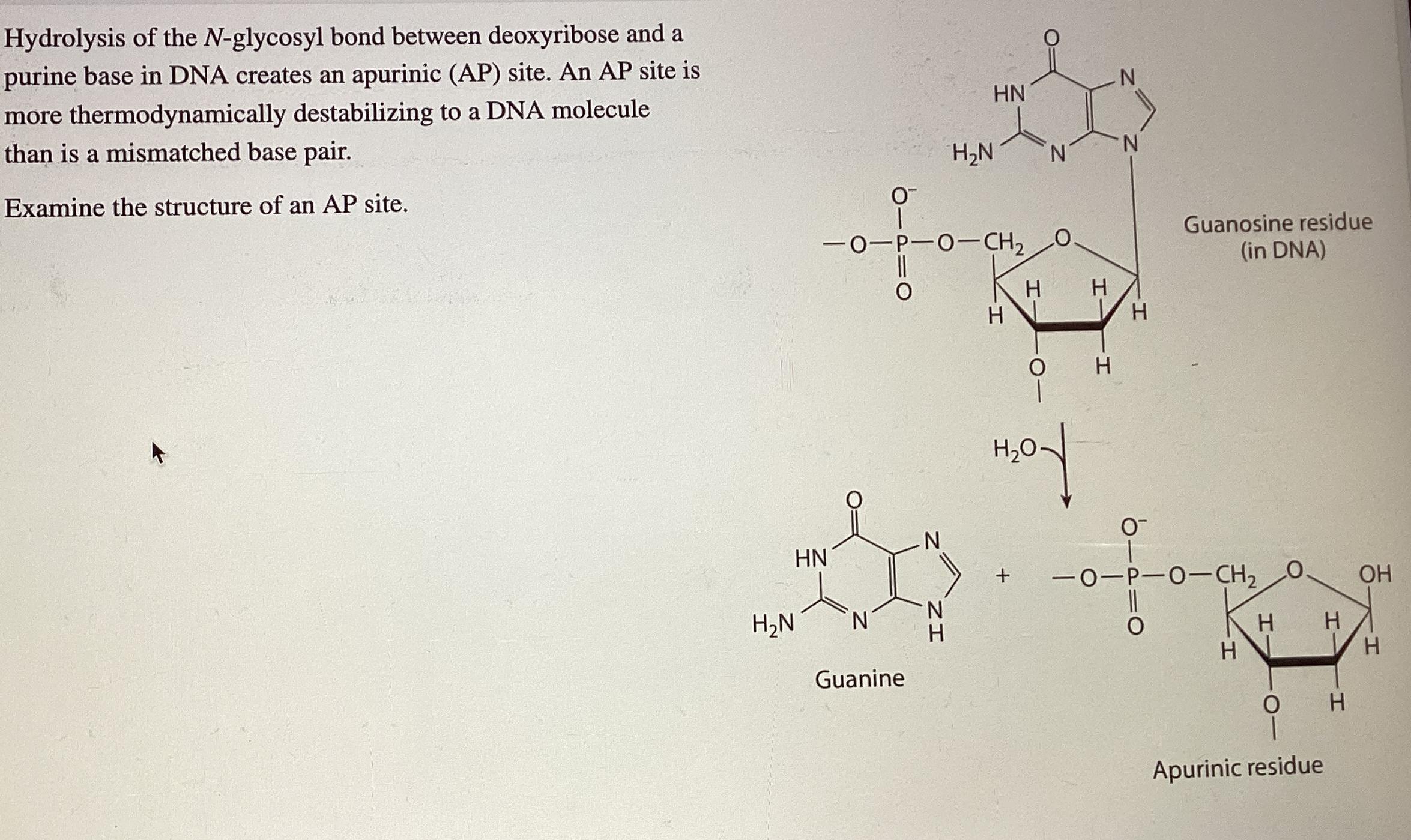 Solved Hydrolysis of the N-glycosyl bond between deoxyribose | Chegg.com