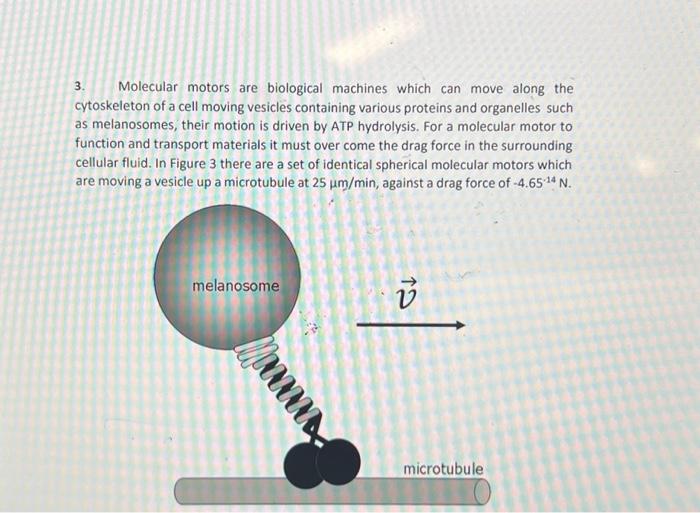 3. Molecular motors are biological machines which can | Chegg.com