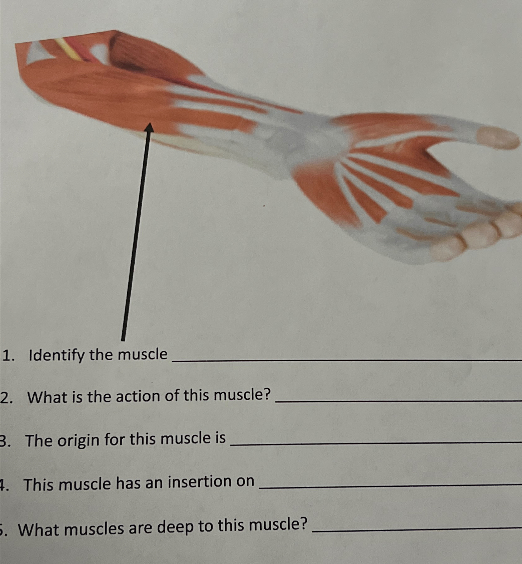 Solved Identify the muscleWhat is the action of this | Chegg.com