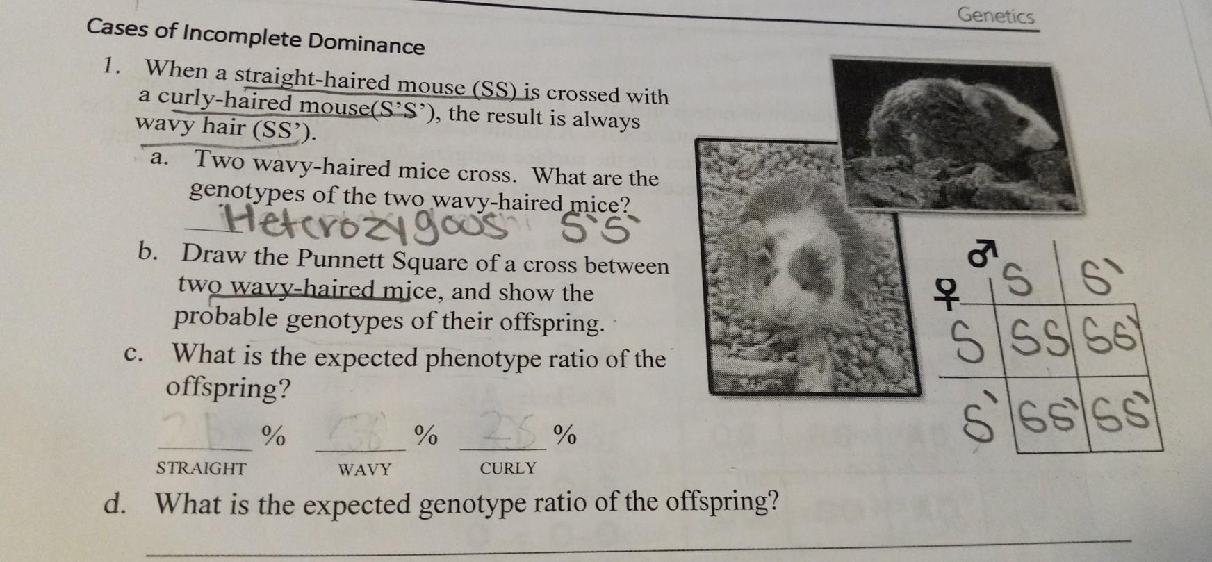 Solved Cases of Incomplete Dominance 1. When a | Chegg.com