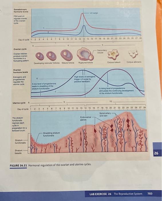 Solved Gonadotropic hormone levels FSH and LH regulate | Chegg.com