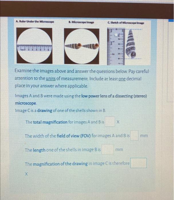 Solved A. Ruler Under the Microscope 8. Microscope Image | Chegg.com