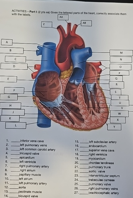 Solved q, ﻿inferior vena cavaq, ﻿Jeft pulmonary veinsq, | Chegg.com