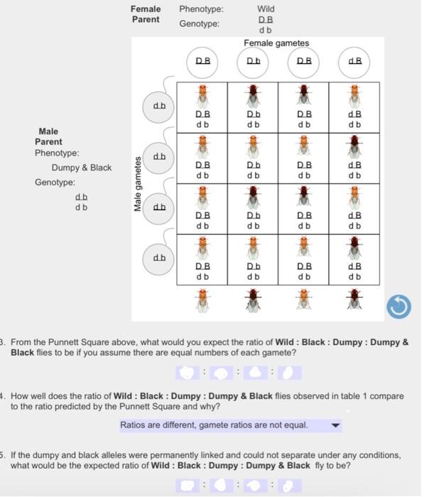 Solved Male Parent Phenotype: Dumpy \& Black Genotype: dbdb | Chegg.com