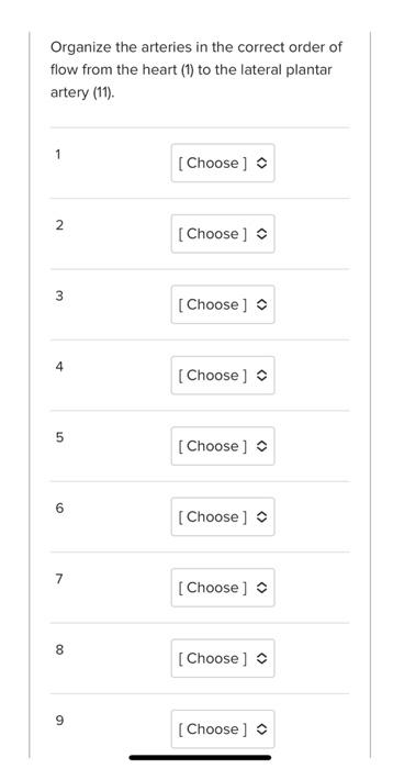 Solved Organize the arteries in the correct order of flow | Chegg.com