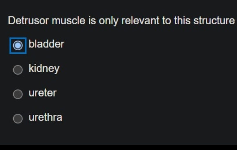 Solved Detrusor muscle is only relevant to this | Chegg.com