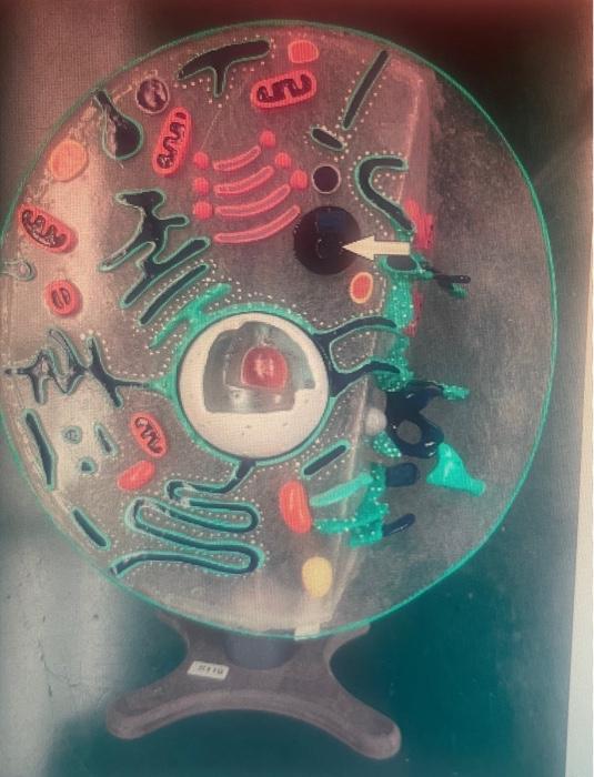 Solved what is the structure of the cell that the arrow is | Chegg.com