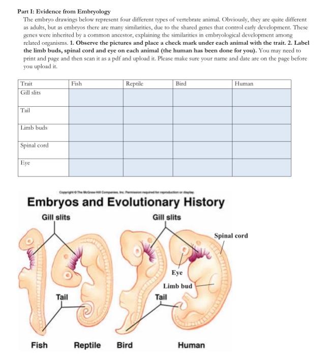 Solved Part I: Evidence from Embryology The embryo drawings | Chegg.com