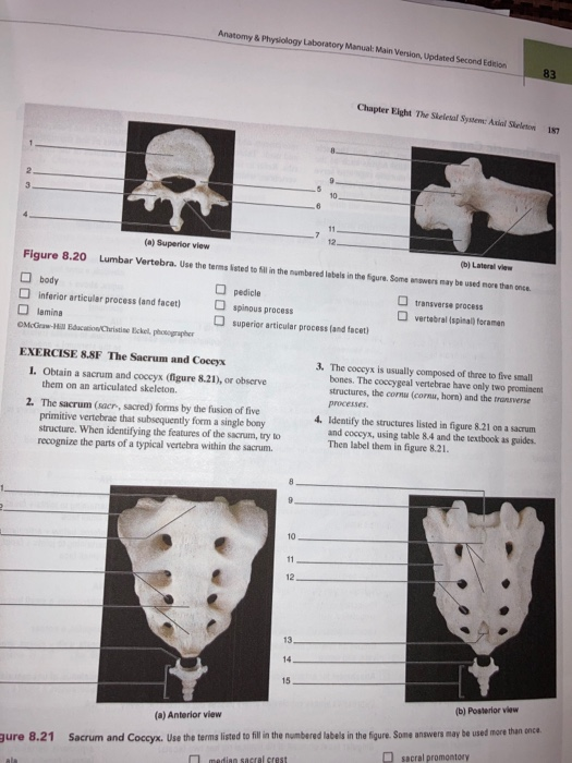 Solved Anatomy & Physiology Laboratory Manual Main Version | Chegg.com