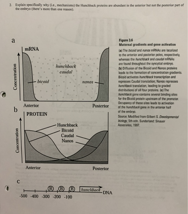 Solved 2. Explain specifically why (i.e., mechanisms) the | Chegg.com