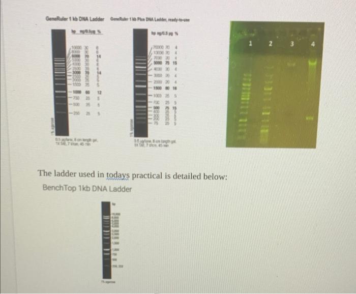 Solved £xplain why DNA has an overall negative charge. 20Why | Chegg.com