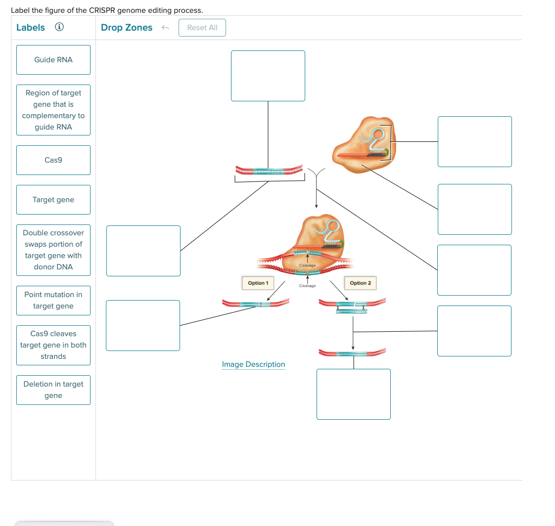 Solved Label the figure of the CRISPR genome editing | Chegg.com