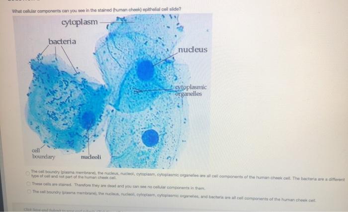 Solved What celular components can you see in the stained | Chegg.com