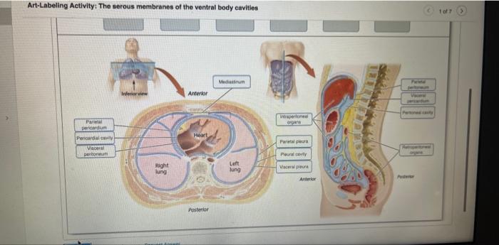 Solved Art-Labeling Activity: The serous membranes of the | Chegg.com