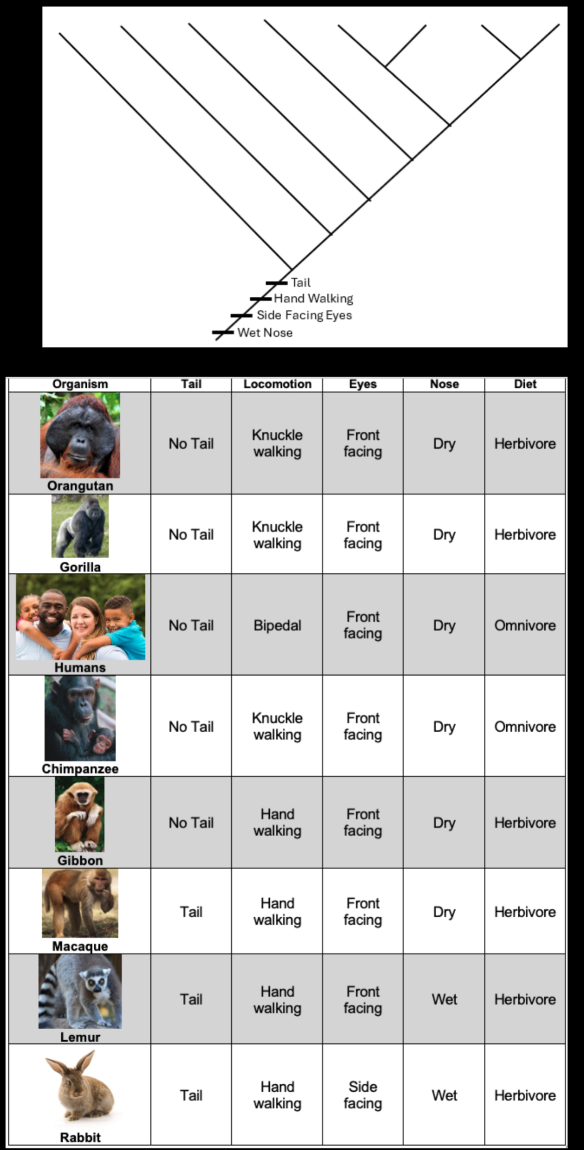 Solved Complete the phylogenetic tree below then,Draw the | Chegg.com