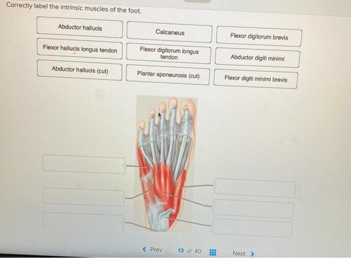 Solved Correctly label the intrinsic muscles of the foot. | Chegg.com