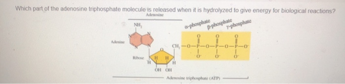 Solved Which part of the adenosine triphosphate molecule is | Chegg.com
