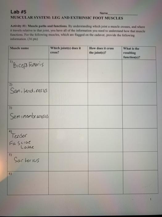 Solved Lab #5 Name MUSCULAR SYSTEM: LEG AND EXTRINSIC FOOT | Chegg.com