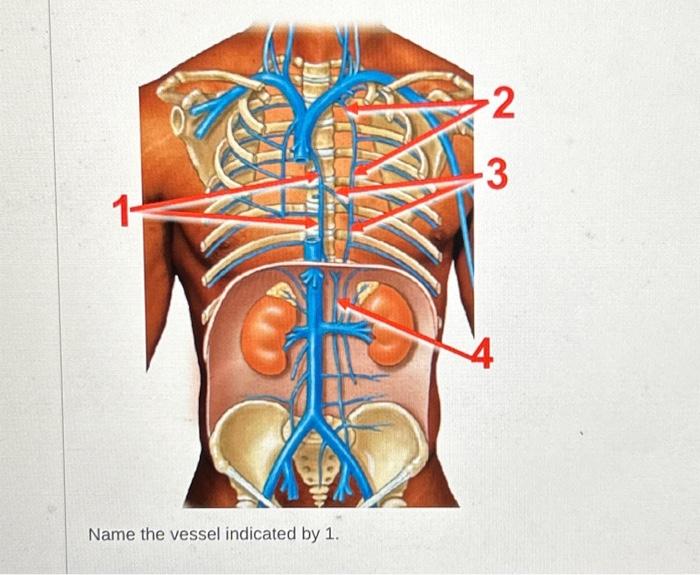 Solved Name the vessel indicated by 1 | Chegg.com