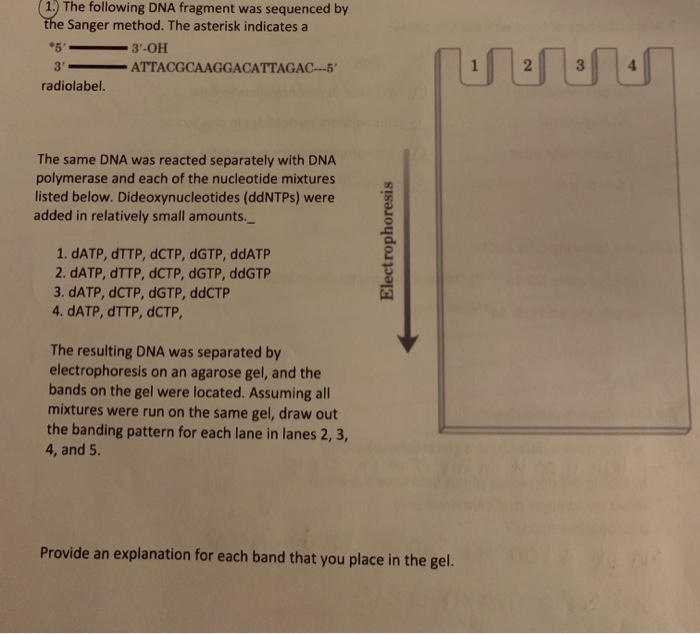 Solved (1.) The following DNA fragment was sequenced by the | Chegg.com