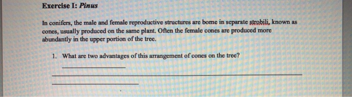 Exercise I: Pinus In conifers, the male and female | Chegg.com