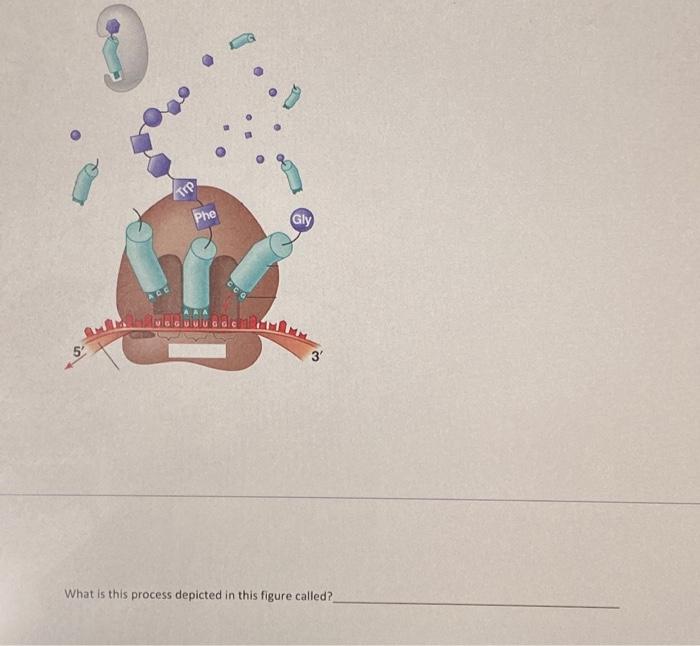 Solved What is this process depicted in this figure called? | Chegg.com