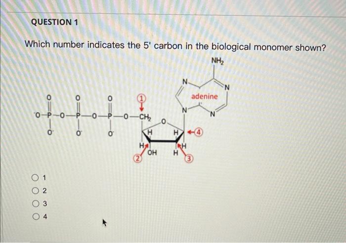 Solved Which number indicates the 5′ carbon in the | Chegg.com