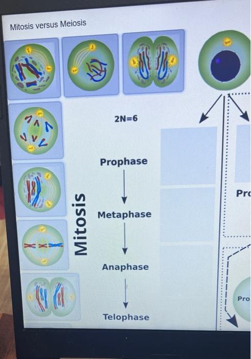Solved Mitosis versus MeiosisPost Lab Assignment MEIOSIS | Chegg.com