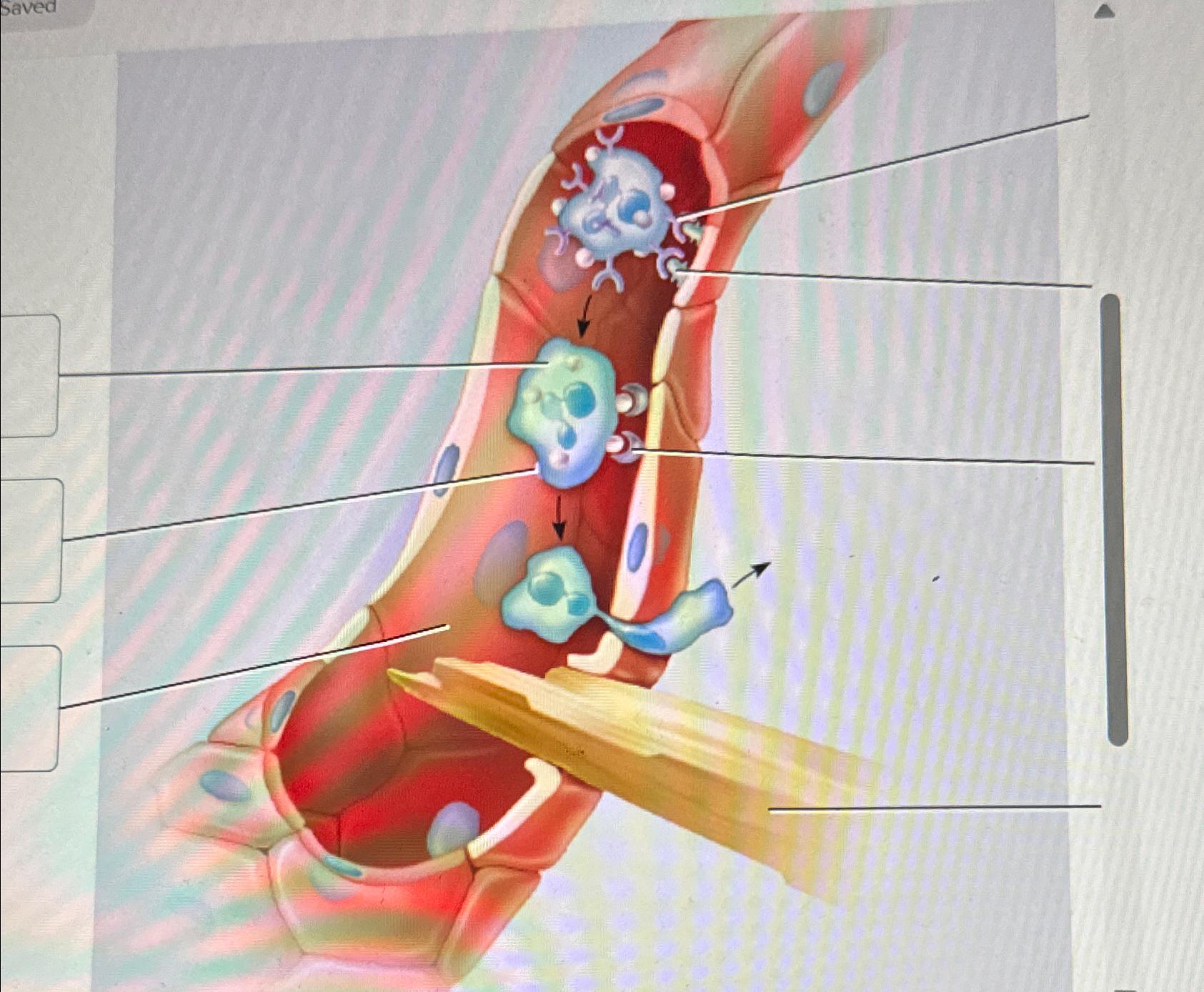 Solved Label the cells and molecules involved in cellular | Chegg.com