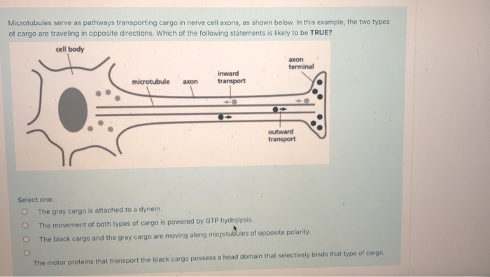 Solved Microtubules serve as pathways transporting cargo in | Chegg.com