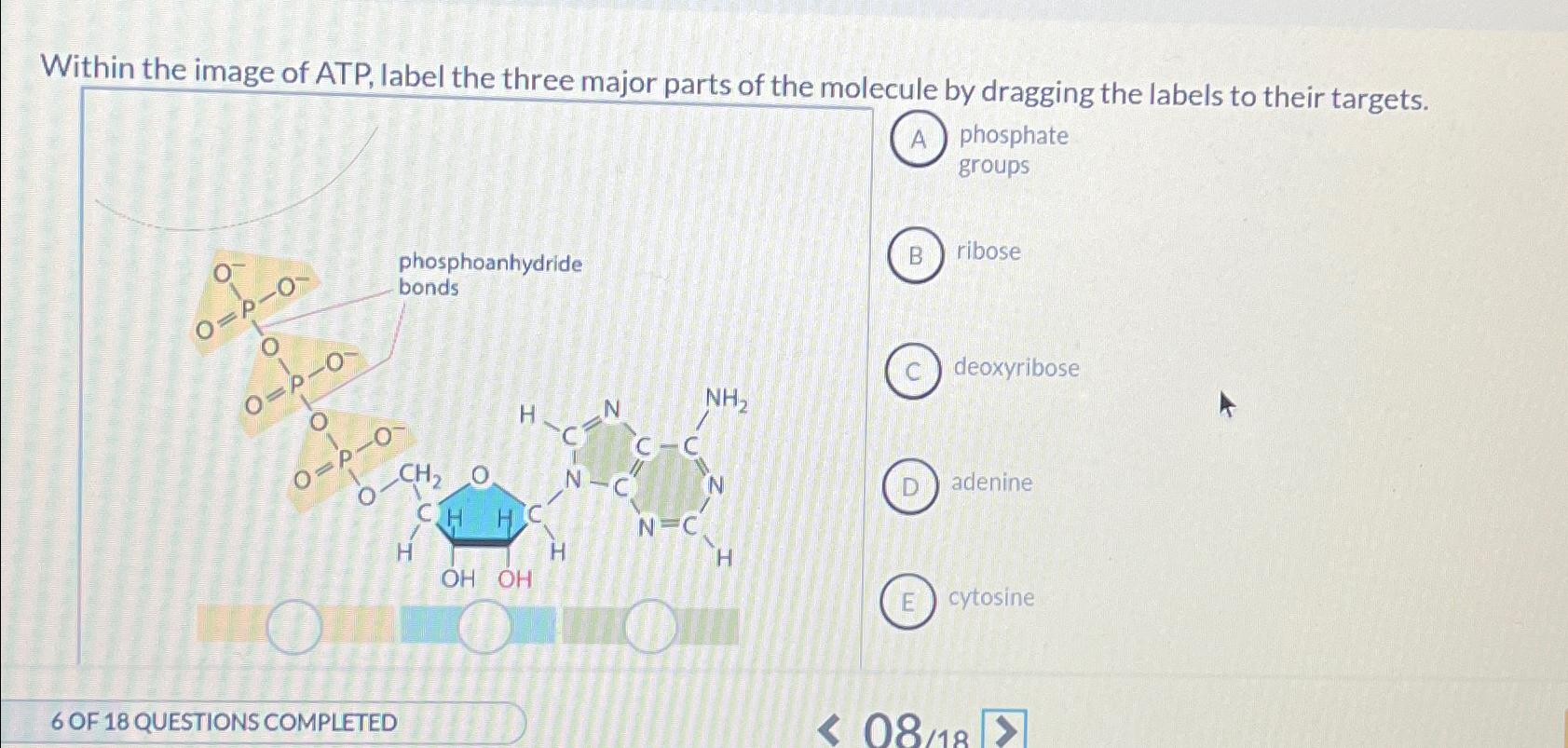 Solved Within the image of ATP, label the three major parts | Chegg.com