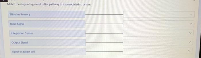 Match the steps of a general reflex pathway to its | Chegg.com