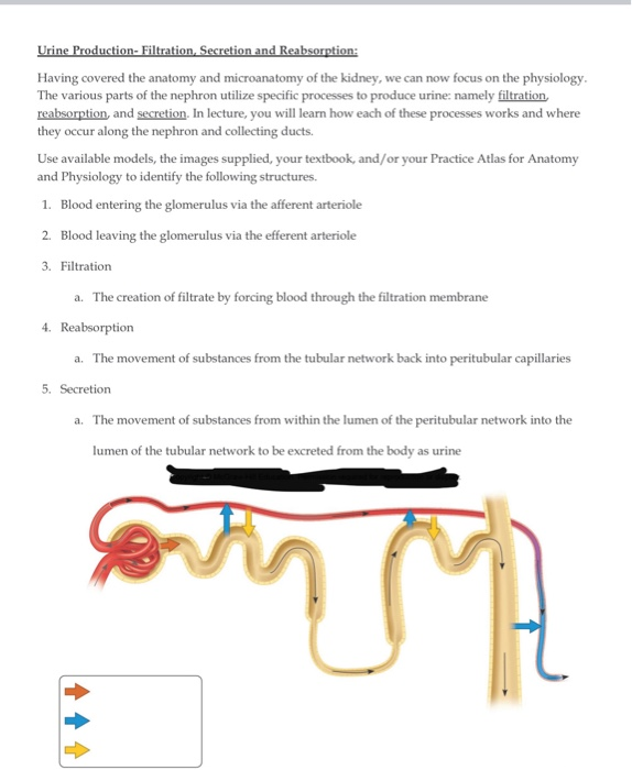 Solved Urine Production- Filtration, Secretion and | Chegg.com