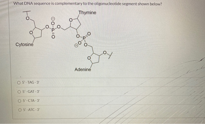 Solved What DNA sequence is complementary to the | Chegg.com